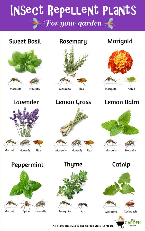Insect Repellent Plants Poster - Jasaust Store