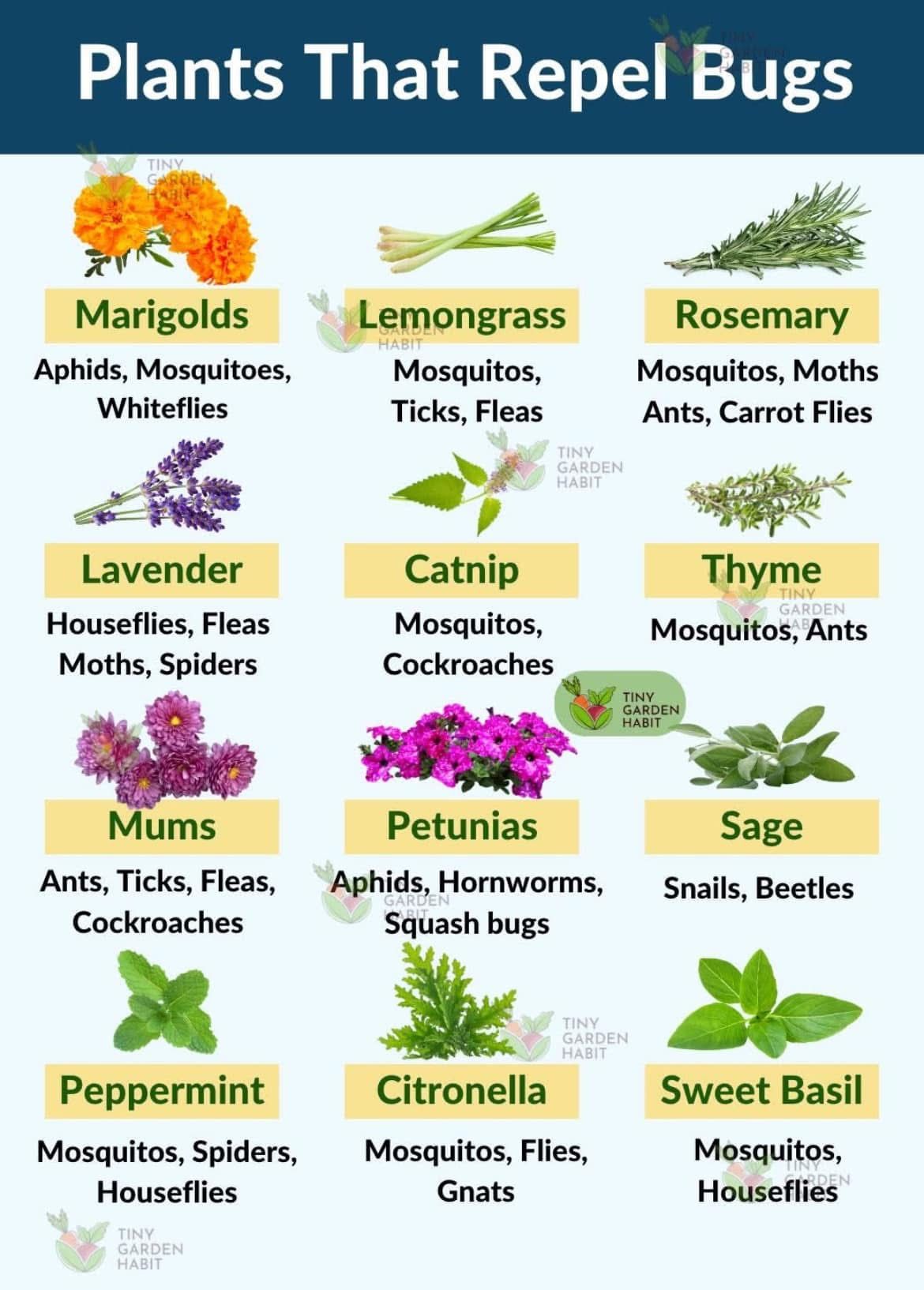 Insect Repellent Plants, Plants That Repel Bugs, Mosquito Repelling ...